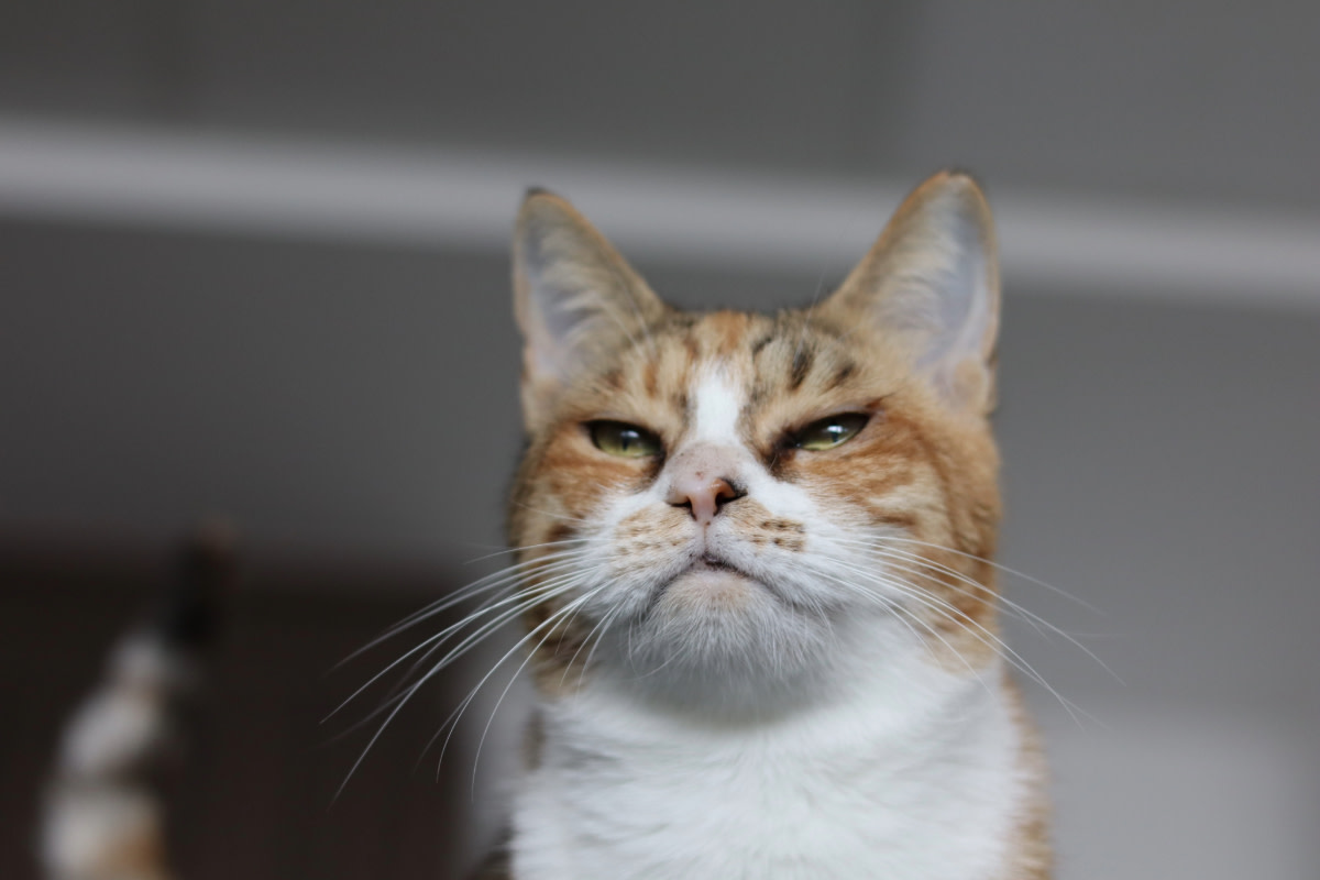 Ginger Cat’s Grumpy Wake-Up Face Is the Ultimate Monday Mood
