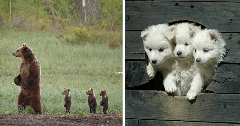 20 Itty Bitty Cute Baby Animals To Bring A Smile To Your Face (April 27 ...