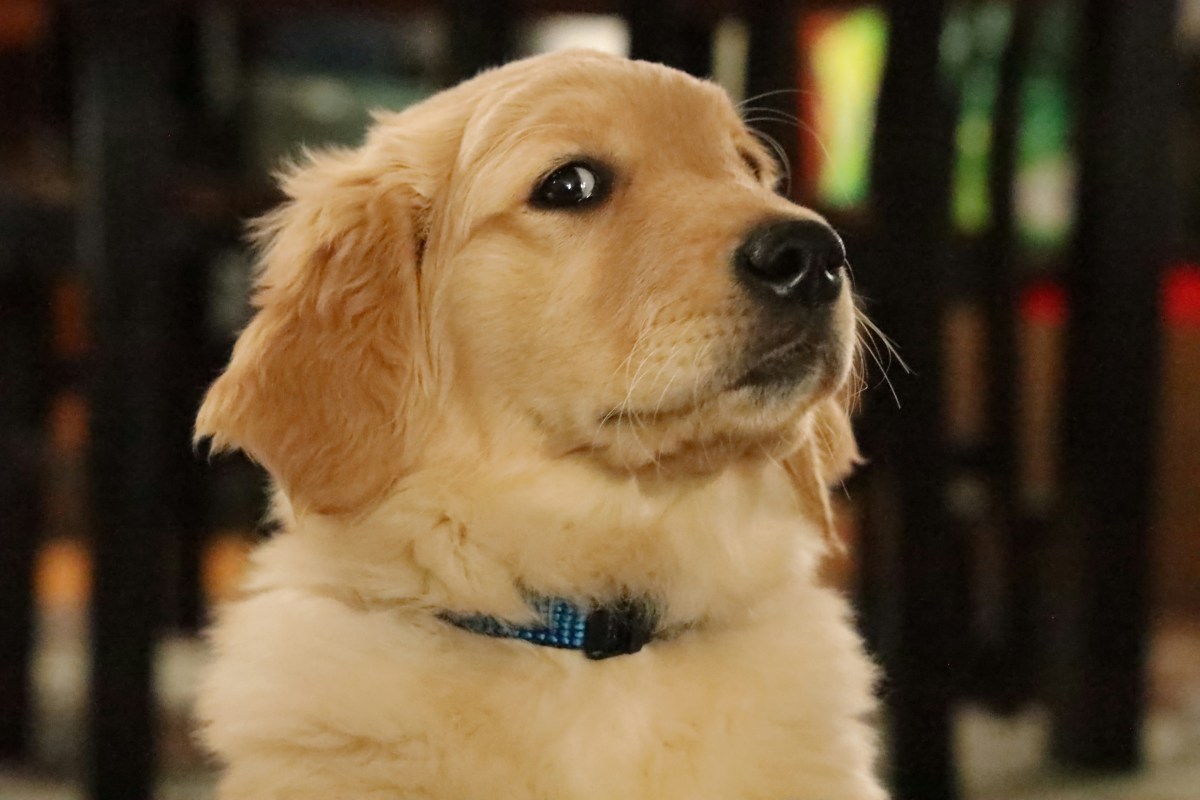 Golden Retriever Shows Gratitude by Winking and It's the Cutest Thing