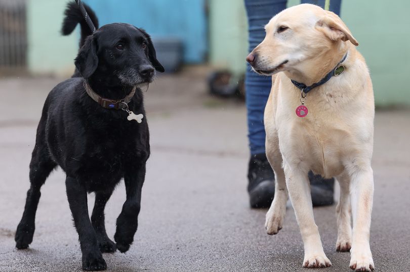Can you help? Meet eight Animal Lifeline dogs in need of new home