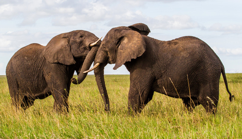 When the elephants fight the grass suffers is an apt analogy for today ...