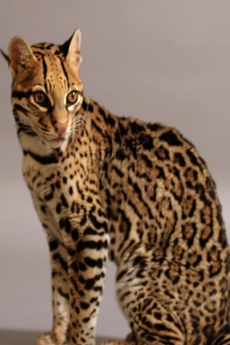 Der Ozelot, Schönheit und Überleben in der Wildnis