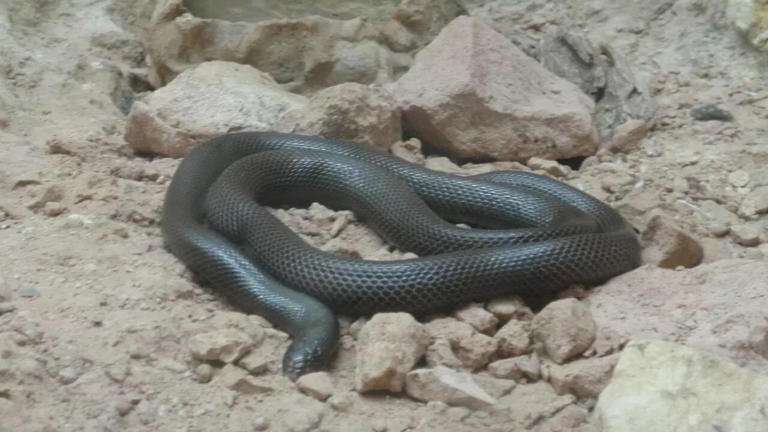 10 snakes that burrow underground from sand boas to black headed pythons