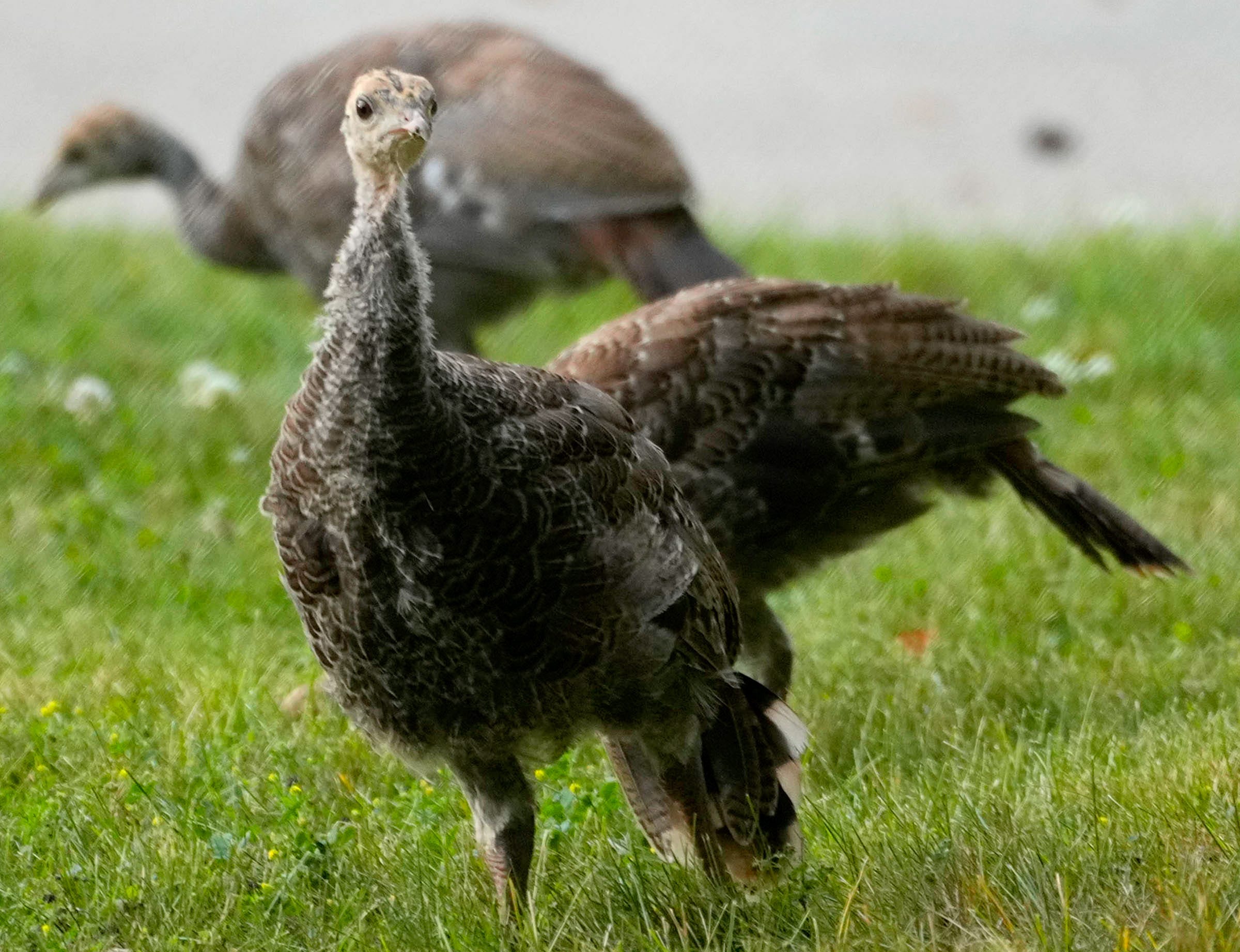 Early Ohio turkey hunting numbers provide hopeful sign bird's ...