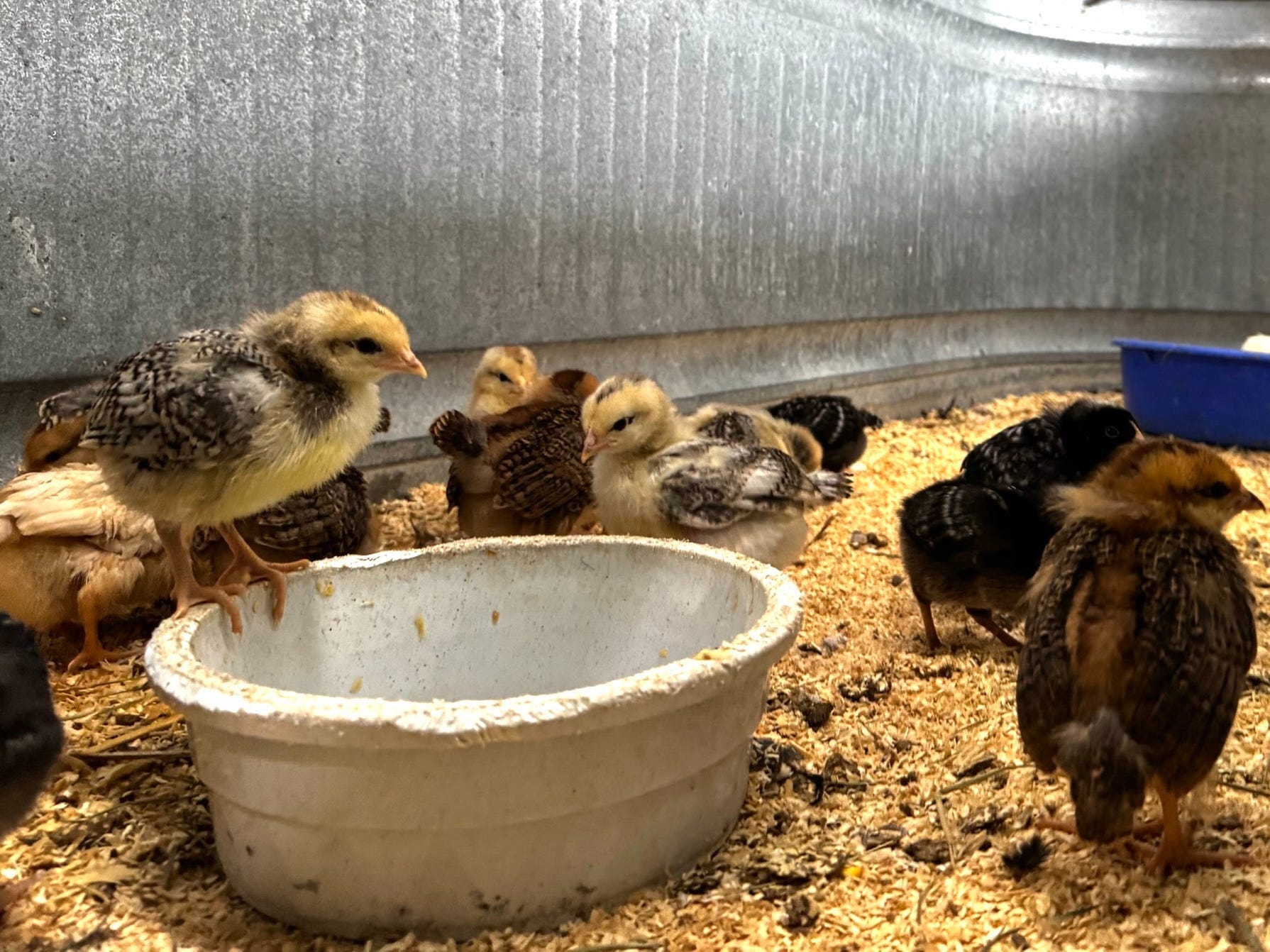 Chick sales are on track for a record-breaking year as egg prices drive ...