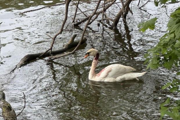 Warning issued to dog owners after swan dies in bloody attack