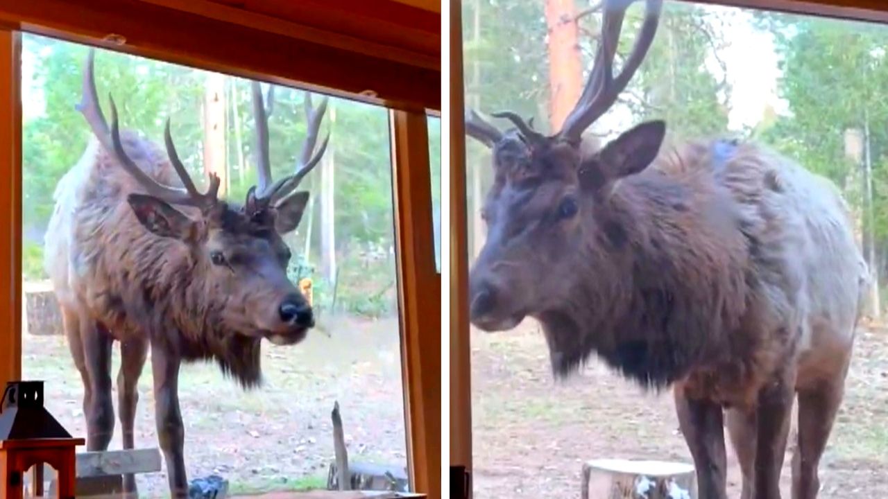 Unusual visitor: Giant deer stares through the window