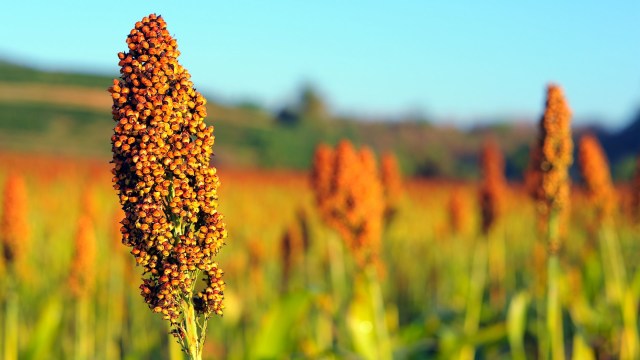 Researchers discover promising crop trait that could revolutionize food ...