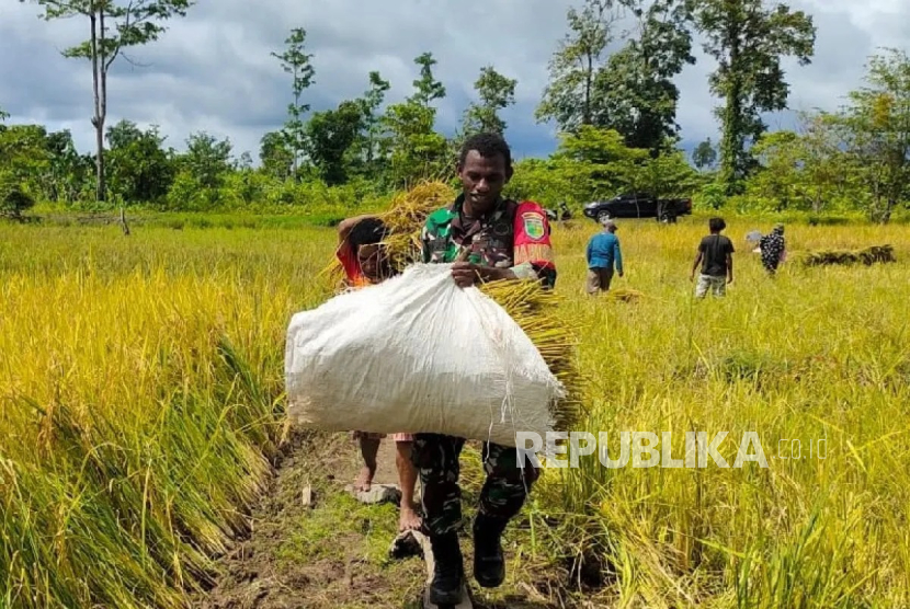 Varietas Padi 'Spesial' yang Dikembangkan Kodam Bukit Barisan, Begini ...