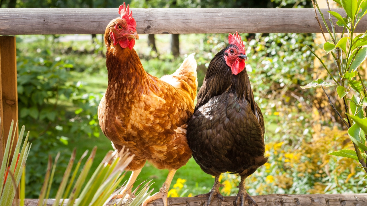 How to Raise Chickens Without Losing Your Mind (or Your Garden)