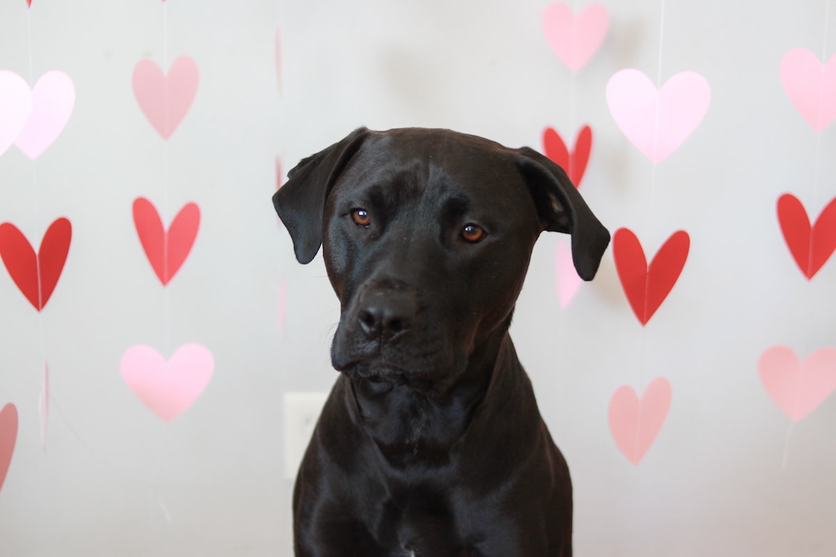 Black Lab Turns Into Chic Fur Scarf to Snag a Bite of Dad’s Ice Cream ...