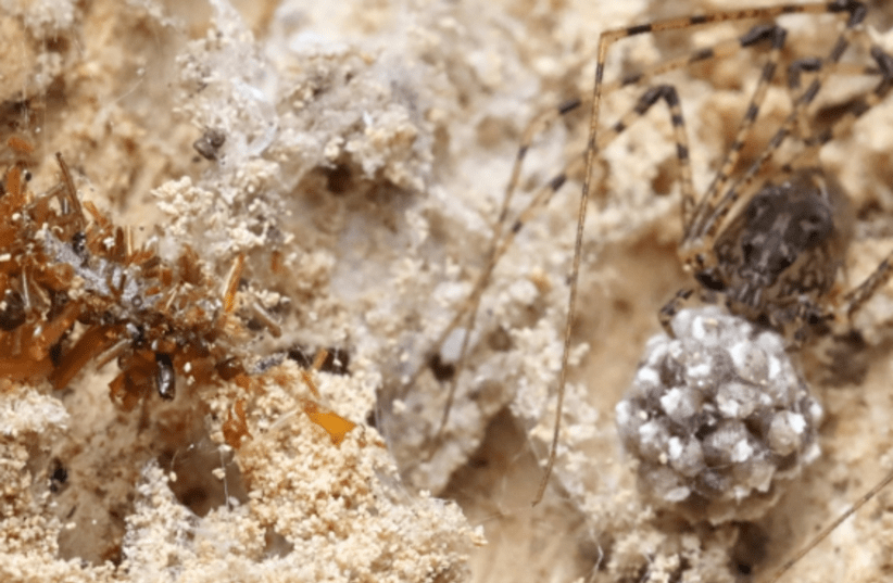 New carnivorous 'bone collector' caterpillar species discovered in Hawaii