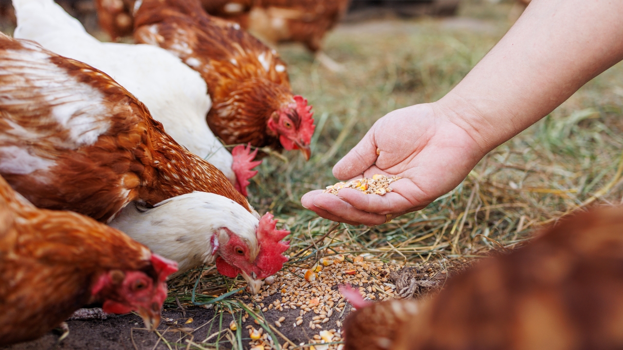 7 things no one tells you about backyard chickens until it’s too late