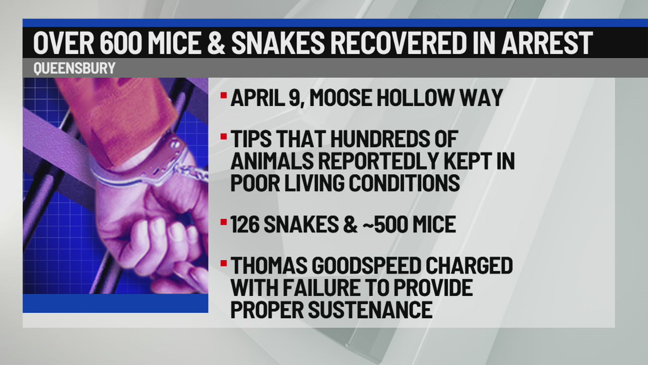 Over 600 mice & snakes recovered in arrest