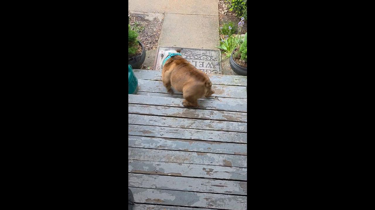 Odin the Tornado Dog Wants to Go Skateboarding