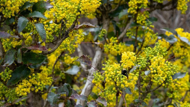 11 Native Alternatives for Popular Invasive Plants