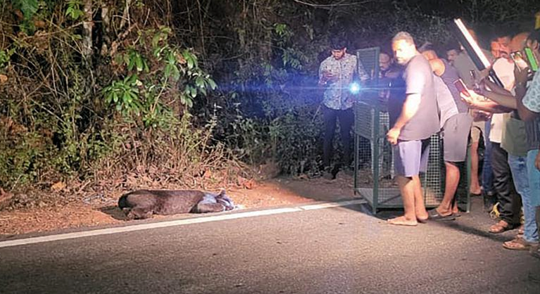 Female black panther killed in road accident on Ponda-Panaji highway