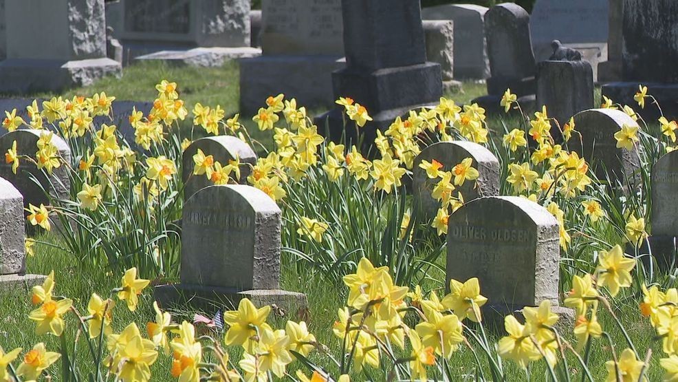 GALLERY: Daffodil Project blooms at Mount Hope Cemetery as a tribute to ...