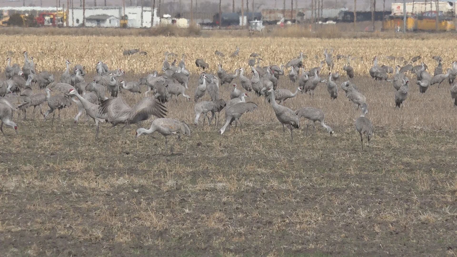 Sandhill cranes stop in North Dakota