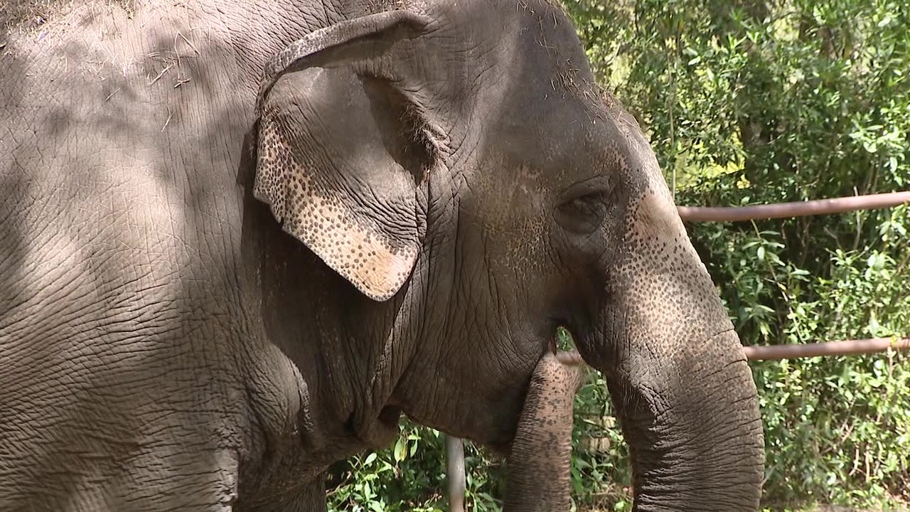 Rescue ranch for elephants at Two Tails Ranch in Levy County
