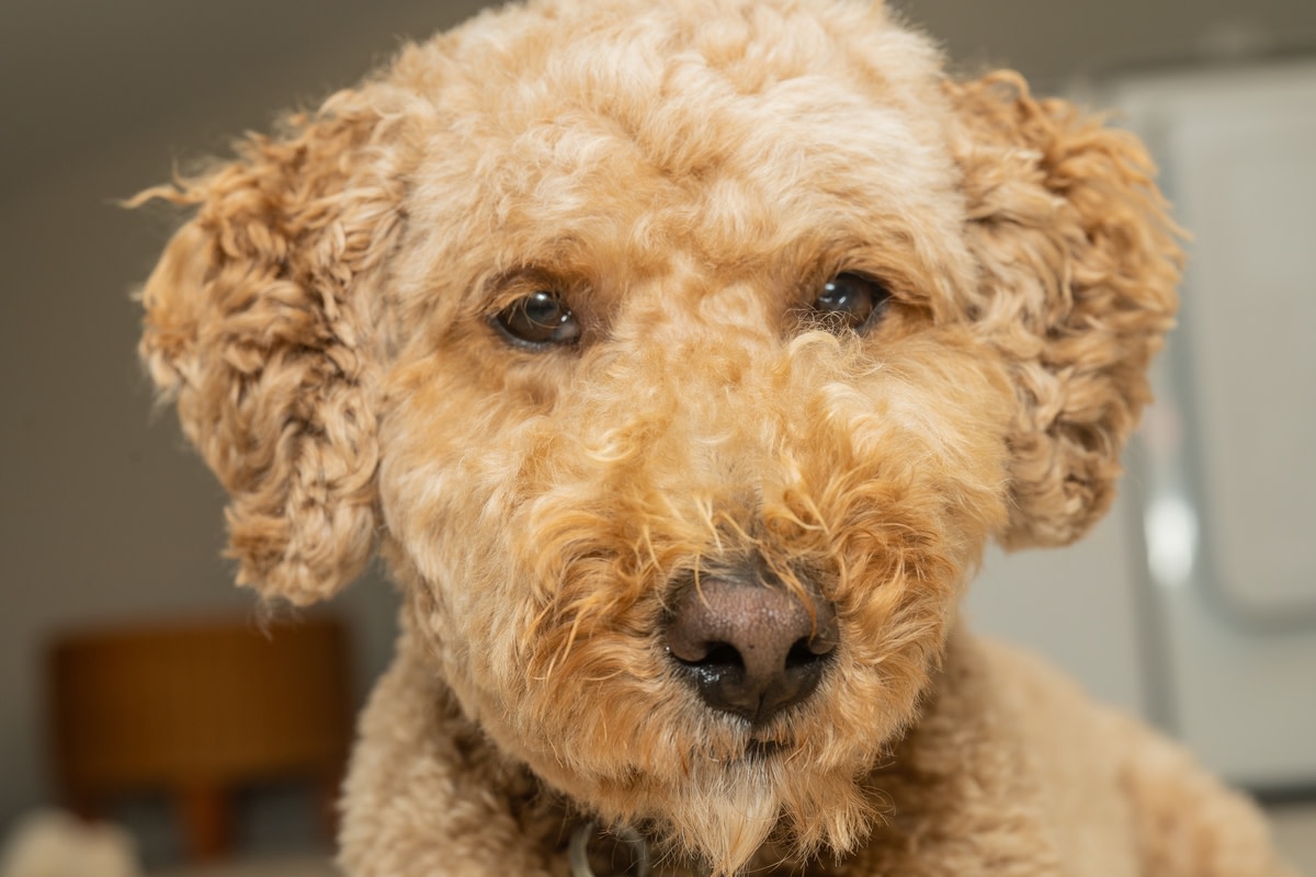 Goldendoodle Chilling on Porch Chair With ‘Judgy Face’ Looks Like She’s ...