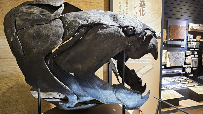 What Really Caused This Prehistoric Nightmare Fish To Go Extinct