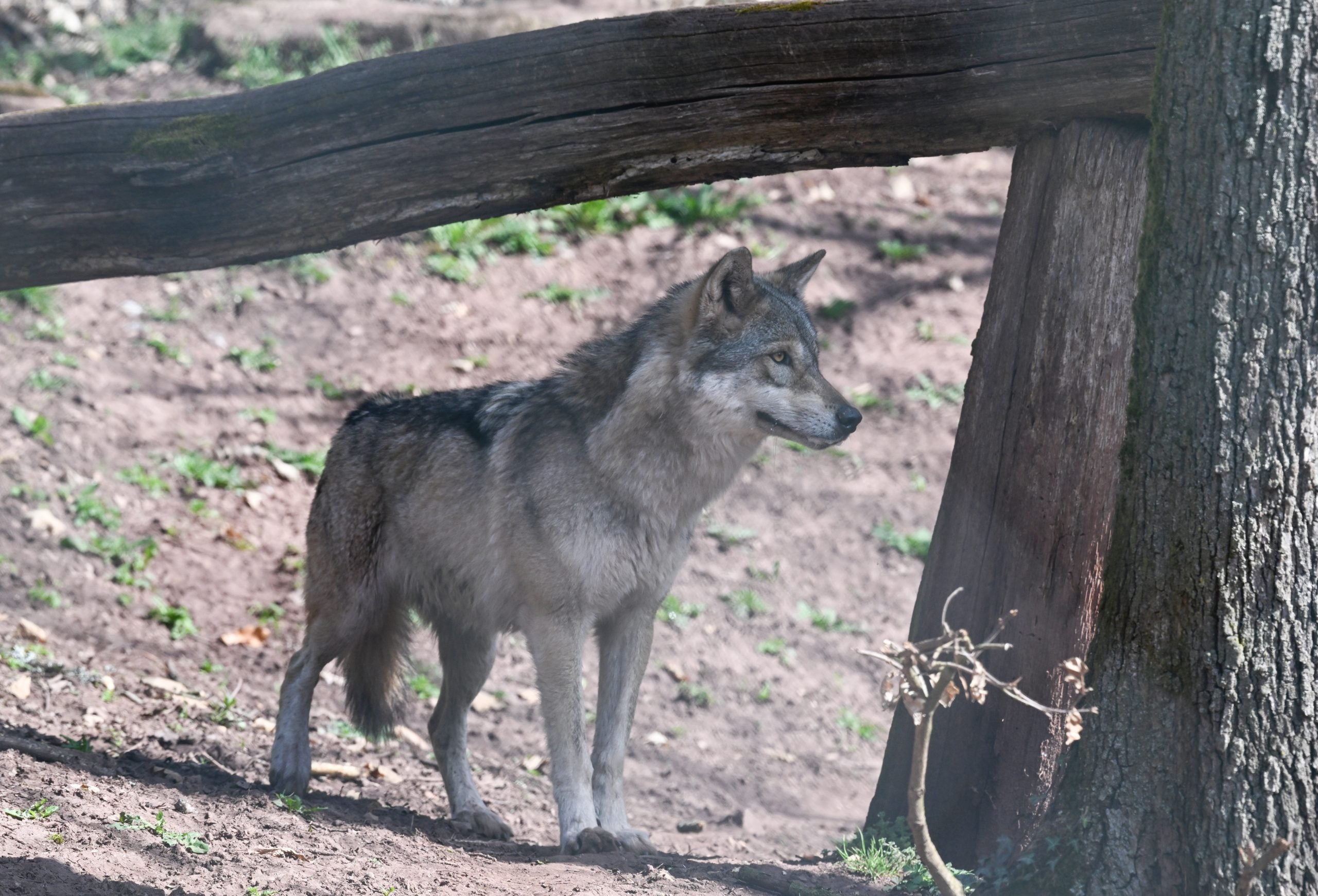 Federally protected gray wolf found dead in Rocky Mountain National Park prompts investigation