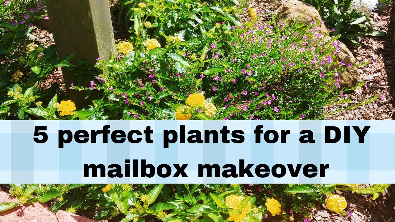 Looking for mailbox landscaping DIY ideas Here are 5 plants that wrap ...