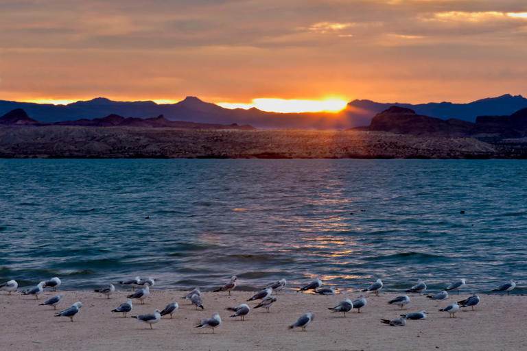 Lake Havasu has iconic beaches. Everything to know to plan your trip