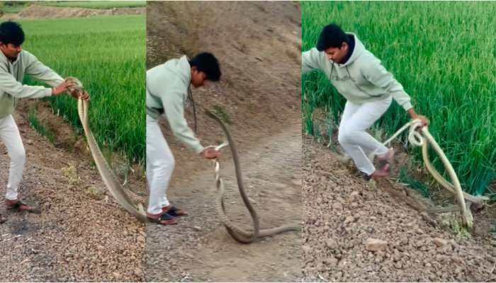Snake Attack Video: ఏందీ మావా.. అవి పాములనుకుంటున్నావా..?.. పొట్లకాయలు అనుకుంటున్నావా..?.. గూస్ ...
