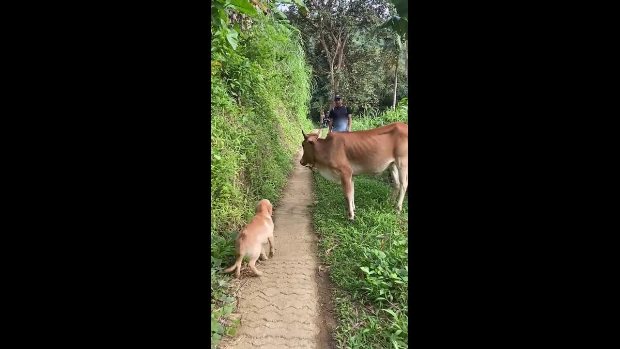 Dog afraid of cow on path in Cebu City