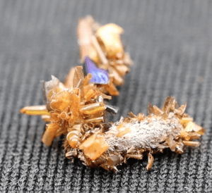 Meet the ‘bone collector’: A newly discovered insect in Hawaiʻi