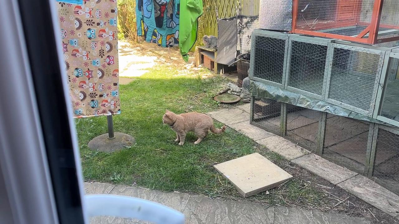 Bunny Chases Off Cat