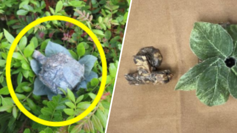 Would-be burglar, covered in leaves, arrested for trying to set up ...