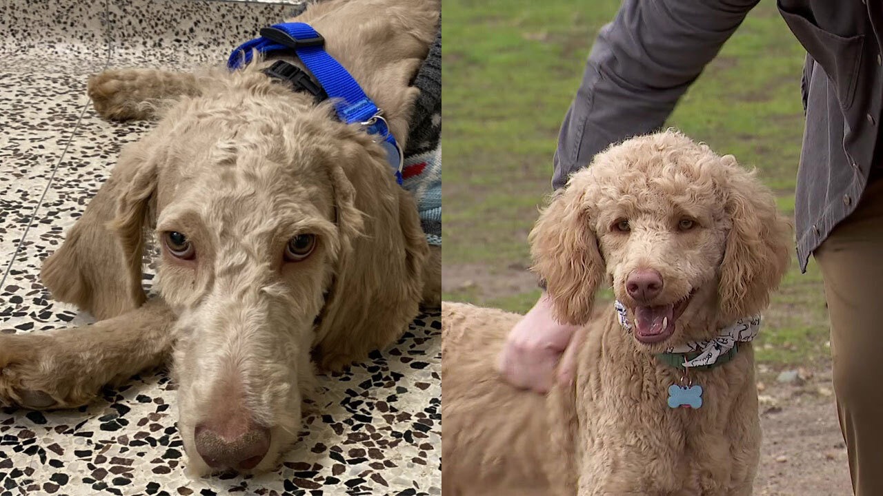 Maverick the dog's recovery