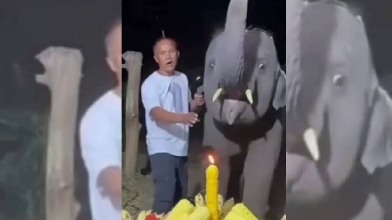 Can Elephants Be This Smart? Watch This Adorable Animal Pull Off A Cute ...