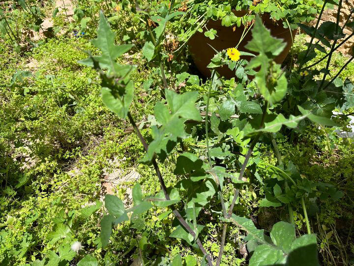 Kill Weeds Fast With This Vinegar Epsom Salt Weed Killer Recipe