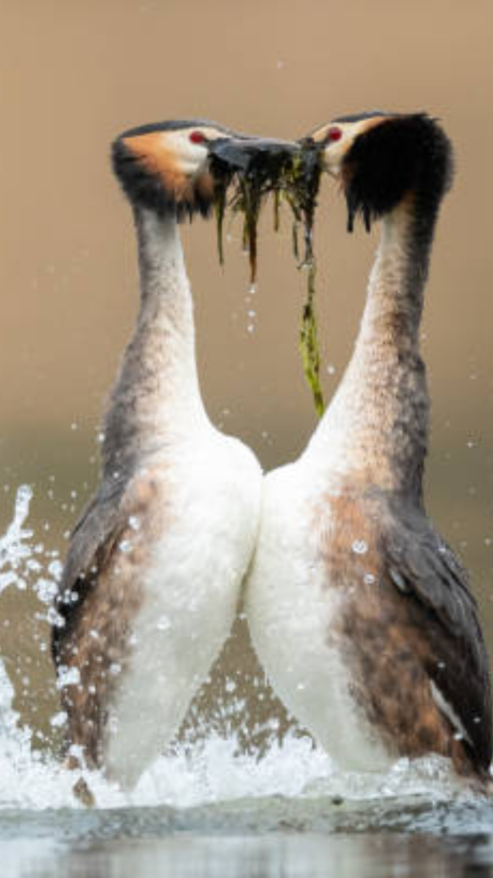 10 birds with the most unusual mating dances
