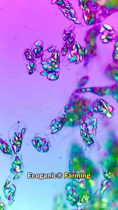 Science is used to grow these Australian ECOGANIC® RED TIP® BANANAS?