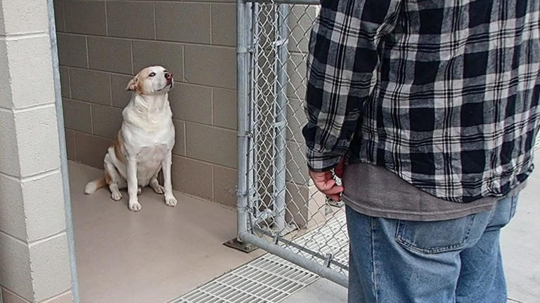 Scared shelter dog shies away from meeting man, but soon realises he's ...