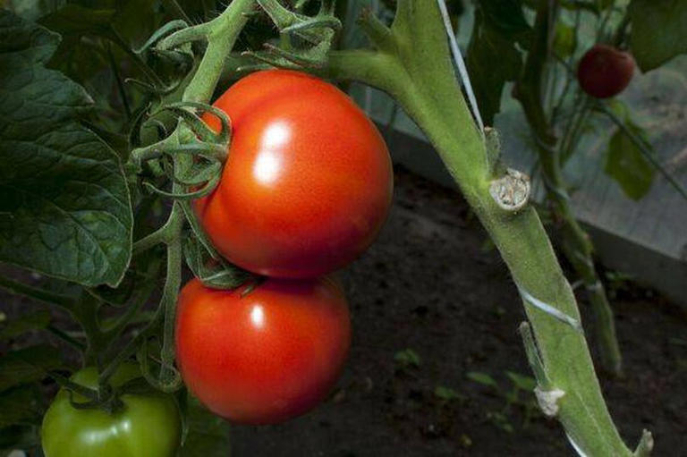 Tomatoes will grow bigger if 5-ingredient fertilizer is poured on ...