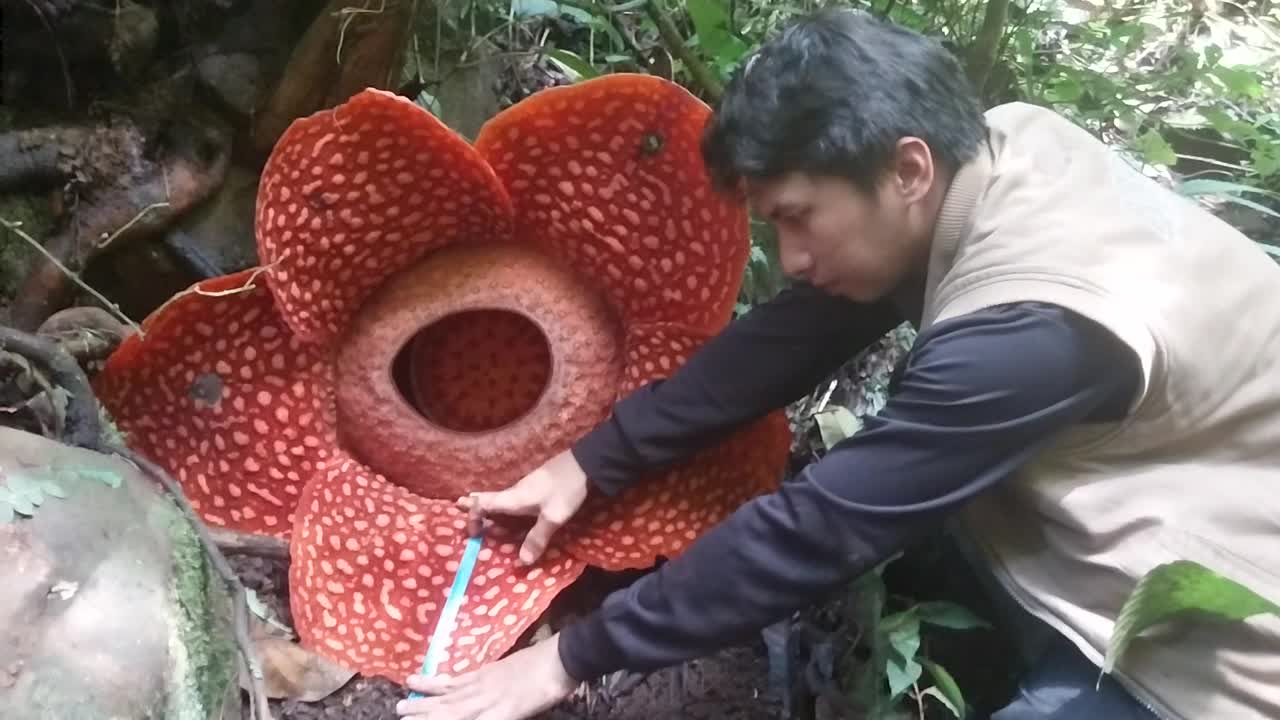 Rare stinking corpse flower blooms in Indonesia