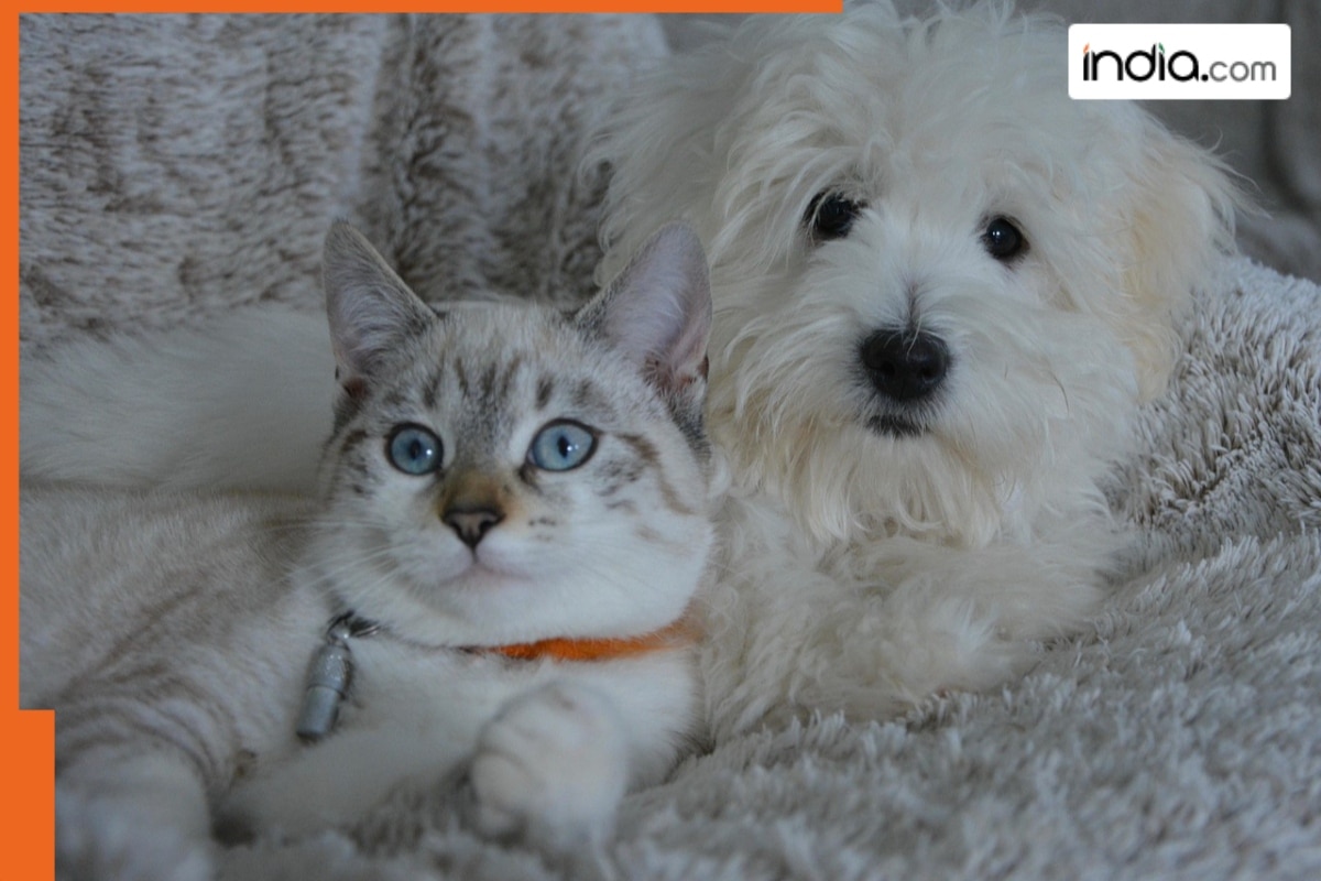 These animals are most likely to be affected by HIV AIDS; dogs and cats ...