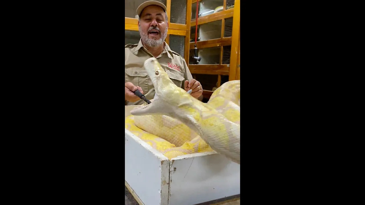 Dodging Angry Python Strikes