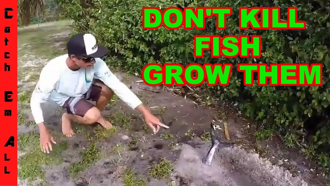 Organic Homegrown Fish! Don’t Kill, Grow Your Fish!