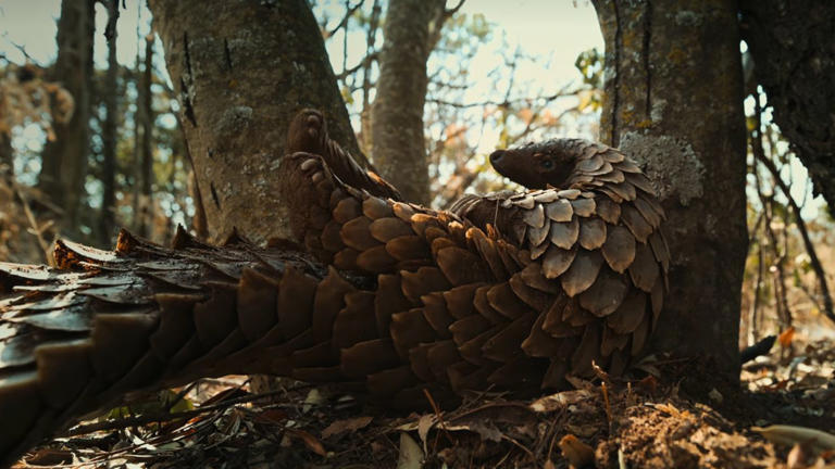 I Expected A Nature Documentary From Netflix’s Pangolin: Kulu’s Journey ...