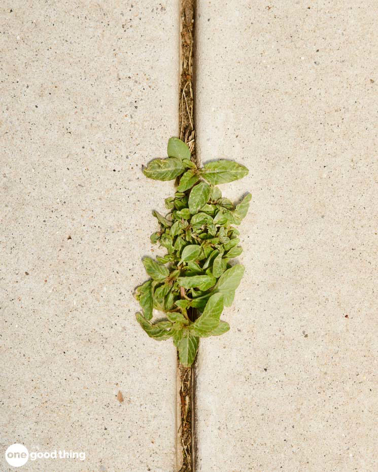 This Cheap Weed Killer Is The Easy DIY You Need