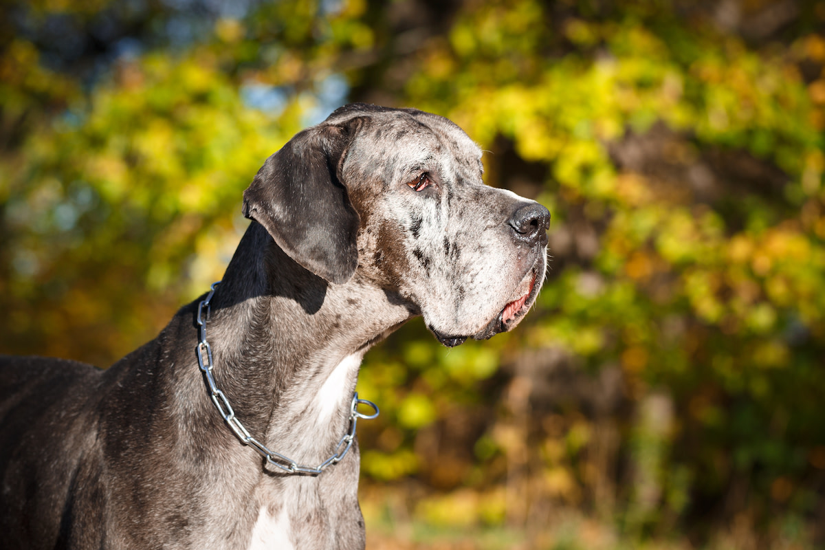 Rescue Great Dane's Heartwarming 13th Birthday Party Will Give Anyone ...