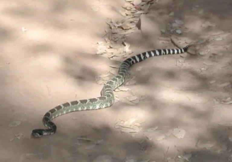 Rattlesnake encounters in Redding's heat: What to do if you see or are ...