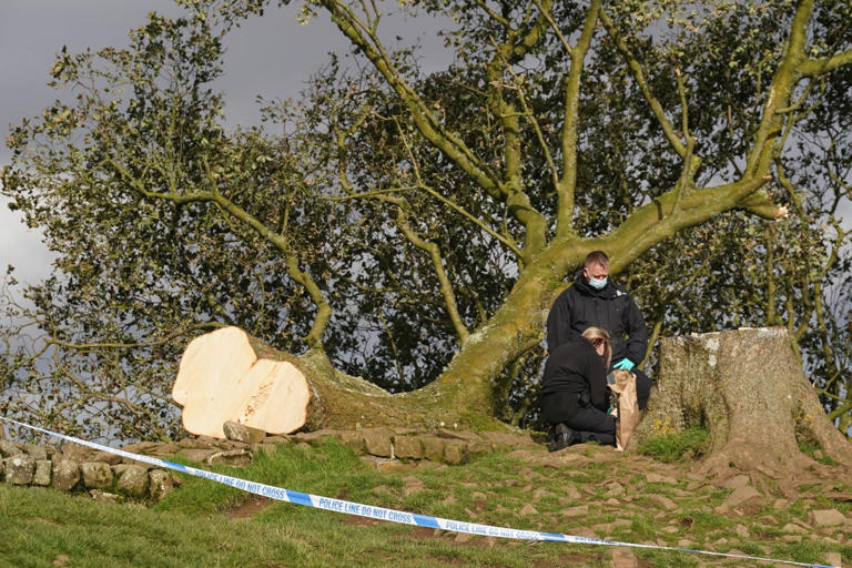 Friends filmed themselves chopping down Sycamore Gap tree before ...